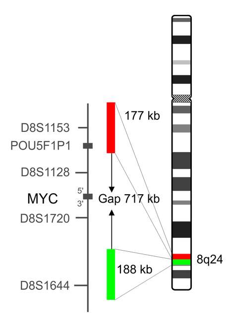 XL MYC - Break Apart Probe | MetaSystems Probes