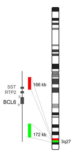XL BCL6 - Break Apart Probe | MetaSystems Probes