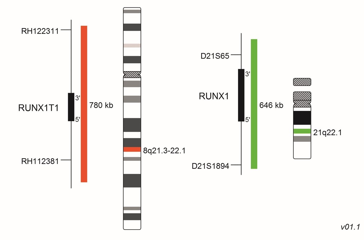 CL RUNX1T1/RUNX1 - Translocation/Dual Fusion Probe | MetaSystems Probes
