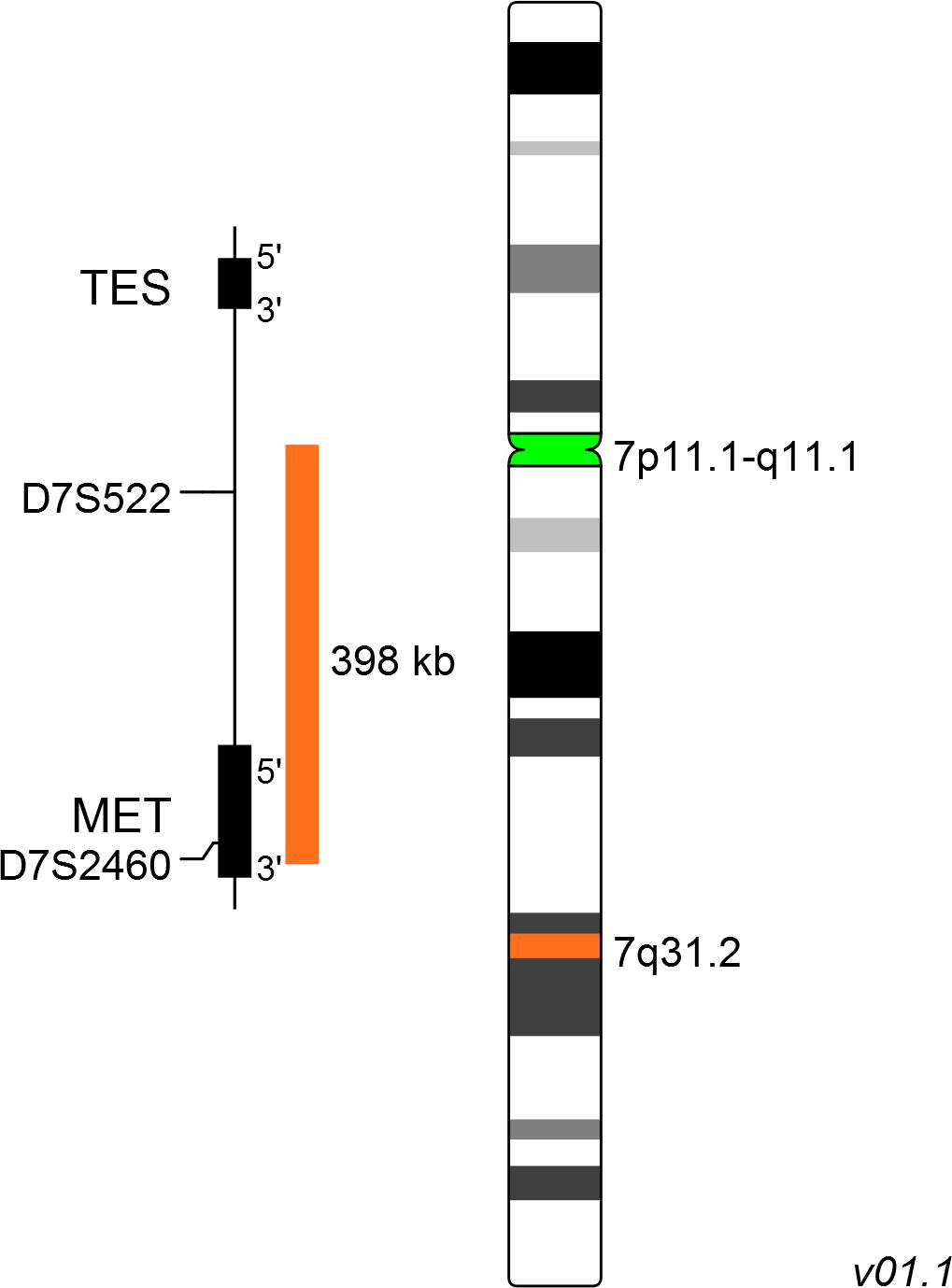 XL MET amp - Amplification Probe | MetaSystems Probes